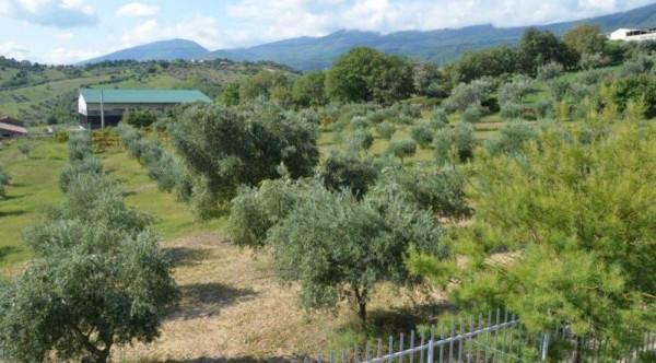 Terreno agricolo in vendita a Lattarico