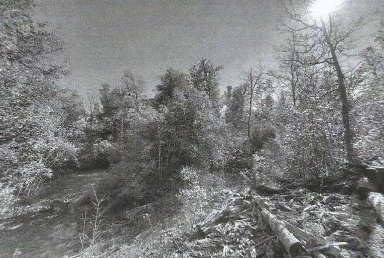 Terreno agricolo in vendita a Monticiano
