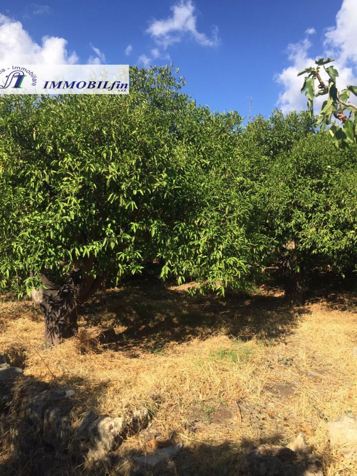 Terreno agricolo in vendita a Misilmeri