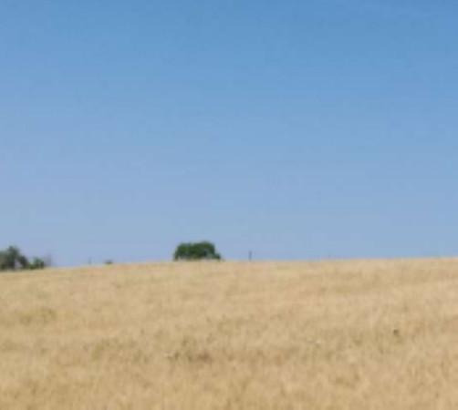 Terreno agricolo in vendita a Irsina