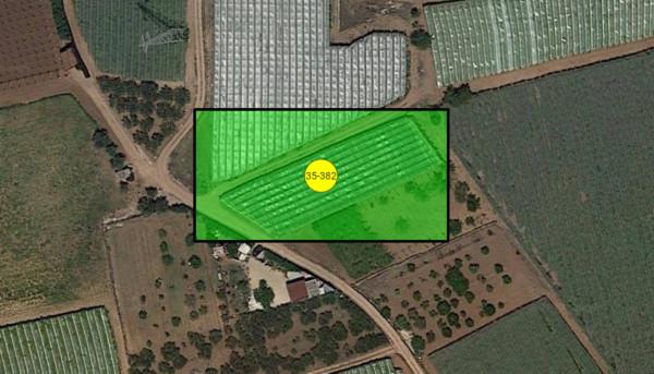 Terreno agricolo in vendita a Noicattaro
