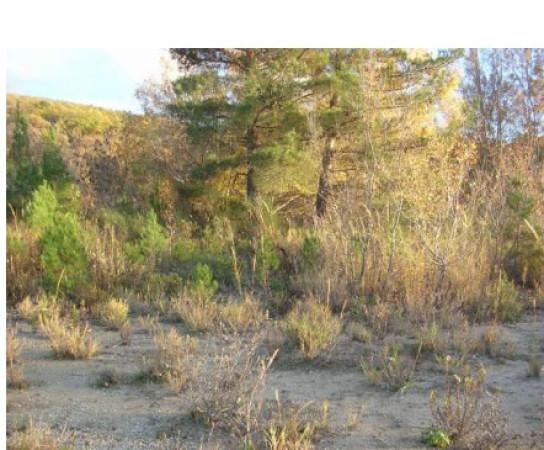 Terreno agricolo in vendita a Mafalda