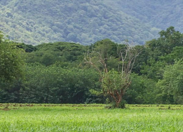 Terreno agricolo in vendita a Latina