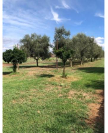 Terreno agricolo in vendita a Latina