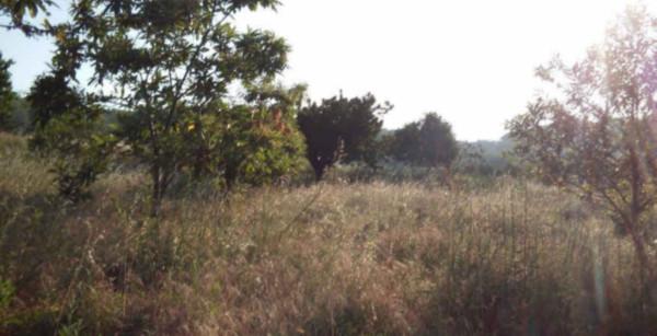 Terreno edificabile residenziale in vendita a Luzzi
