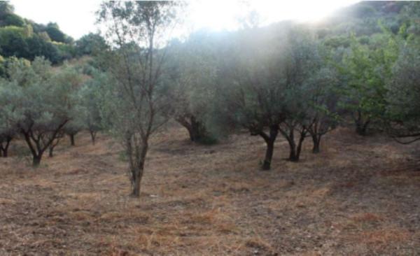 Terreno agricolo in vendita a Simeri Crichi