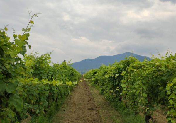 Terreno agricolo in vendita a Barge
