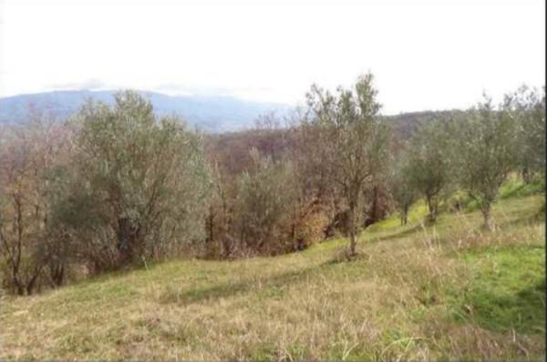 Terreno agricolo in vendita a Cerzeto