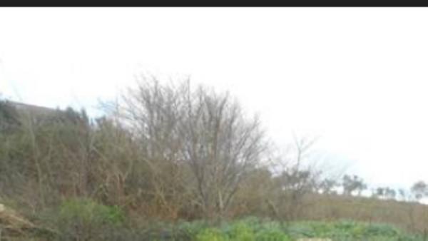 Terreno agricolo in vendita a Campagna