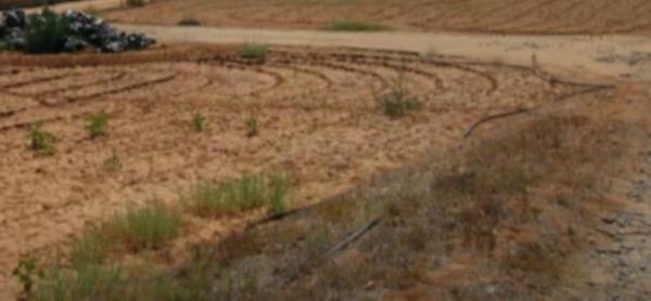 Terreno agricolo in vendita a Gela