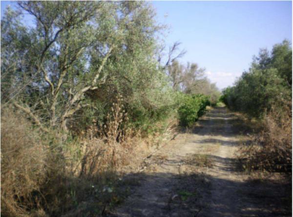 Terreno agricolo in vendita a Pramaggiore