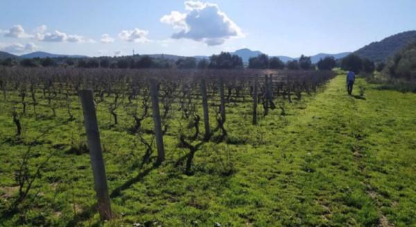 Terreno agricolo in vendita a Villaperuccio