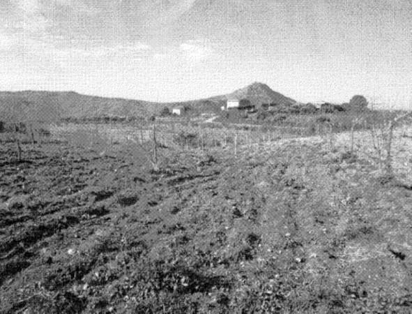 Terreno agricolo in vendita a Riesi