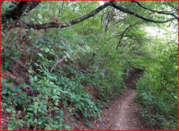 Terreno agricolo in vendita a Pradalunga
