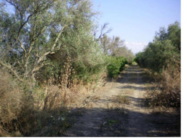 Terreno agricolo in vendita a Fontana Liri