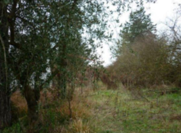 Terreno agricolo in vendita a Siena