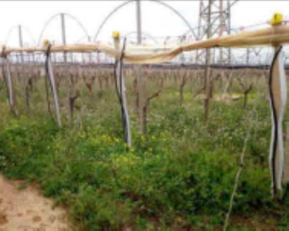 Terreno agricolo in vendita a Gela