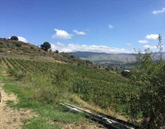 Terreno agricolo in vendita a Cesaro'
