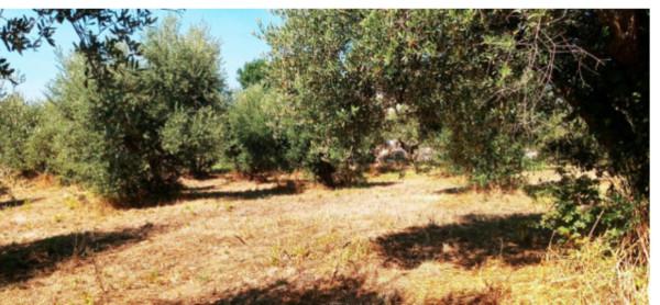 Terreno agricolo in vendita a Miglianico