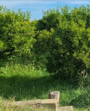 Terreno agricolo in vendita a Corigliano-Rossano