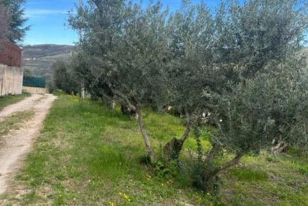 Terreno agricolo in vendita a Mezzane Di Sotto
