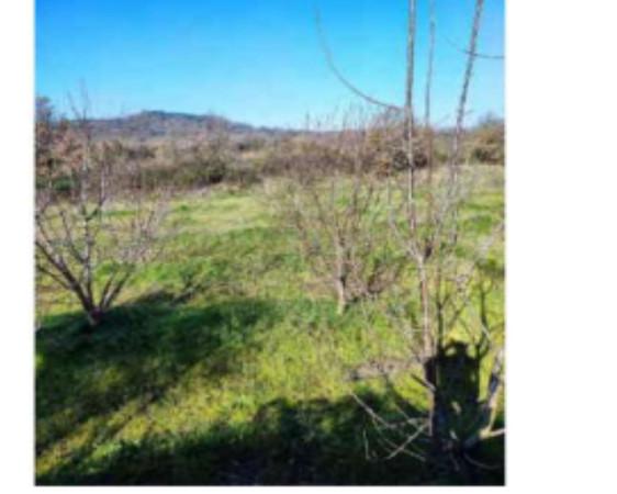 Terreno agricolo in vendita a Teano