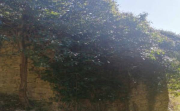 Terreno agricolo in vendita a Pontremoli