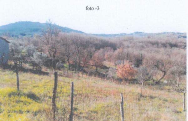 Terreno agricolo in vendita a Sturno