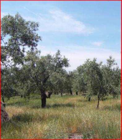 Terreno agricolo in vendita a Terlizzi