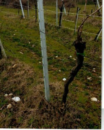 Terreno agricolo in vendita a Allerona