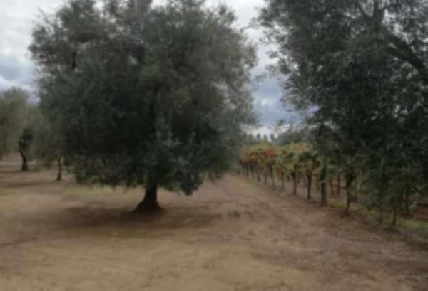 Terreno agricolo in vendita a Mesagne