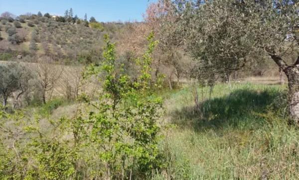 Terreno agricolo in vendita a Mandas