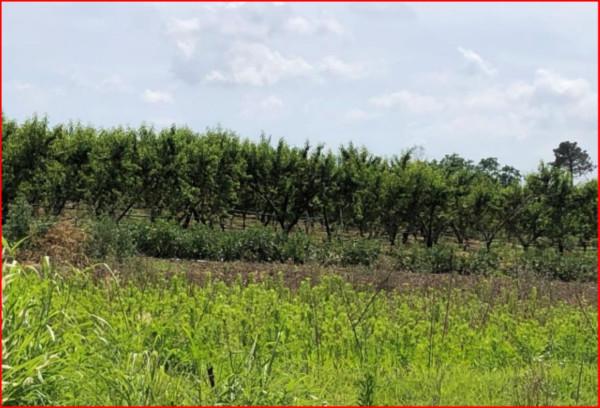 Terreno agricolo in vendita a Pignataro Maggiore