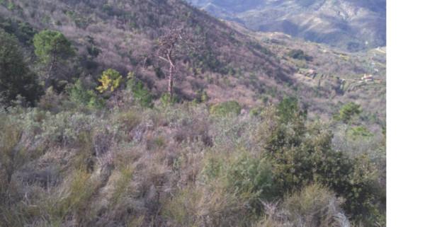 Terreno agricolo in vendita a Perinaldo