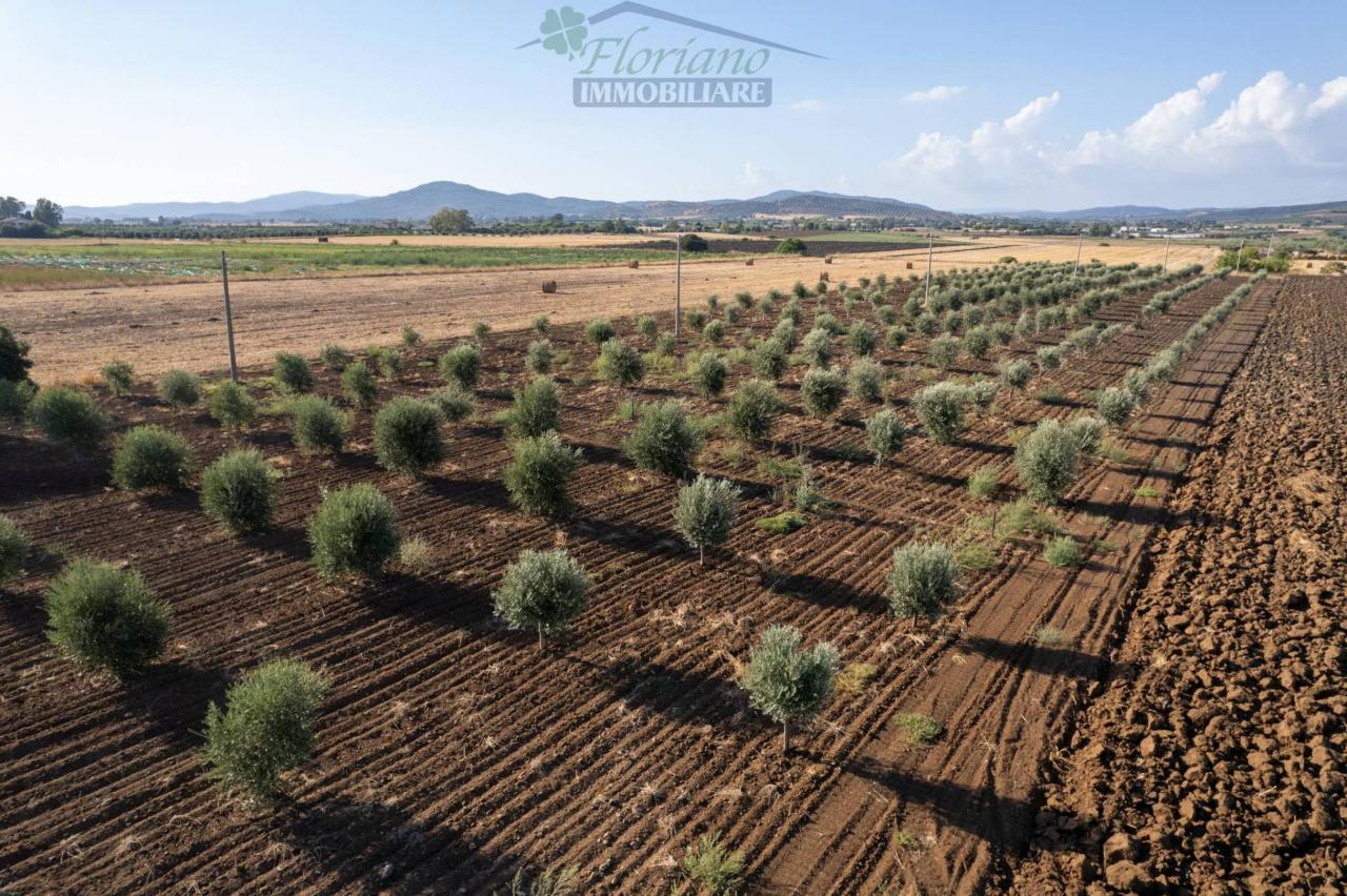 Terreno agricolo in vendita a Capalbio