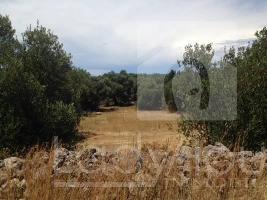 Terreno agricolo in vendita a Gallipoli