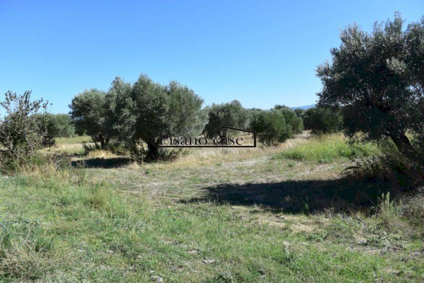 Terreno agricolo in vendita a San Marco Argentano