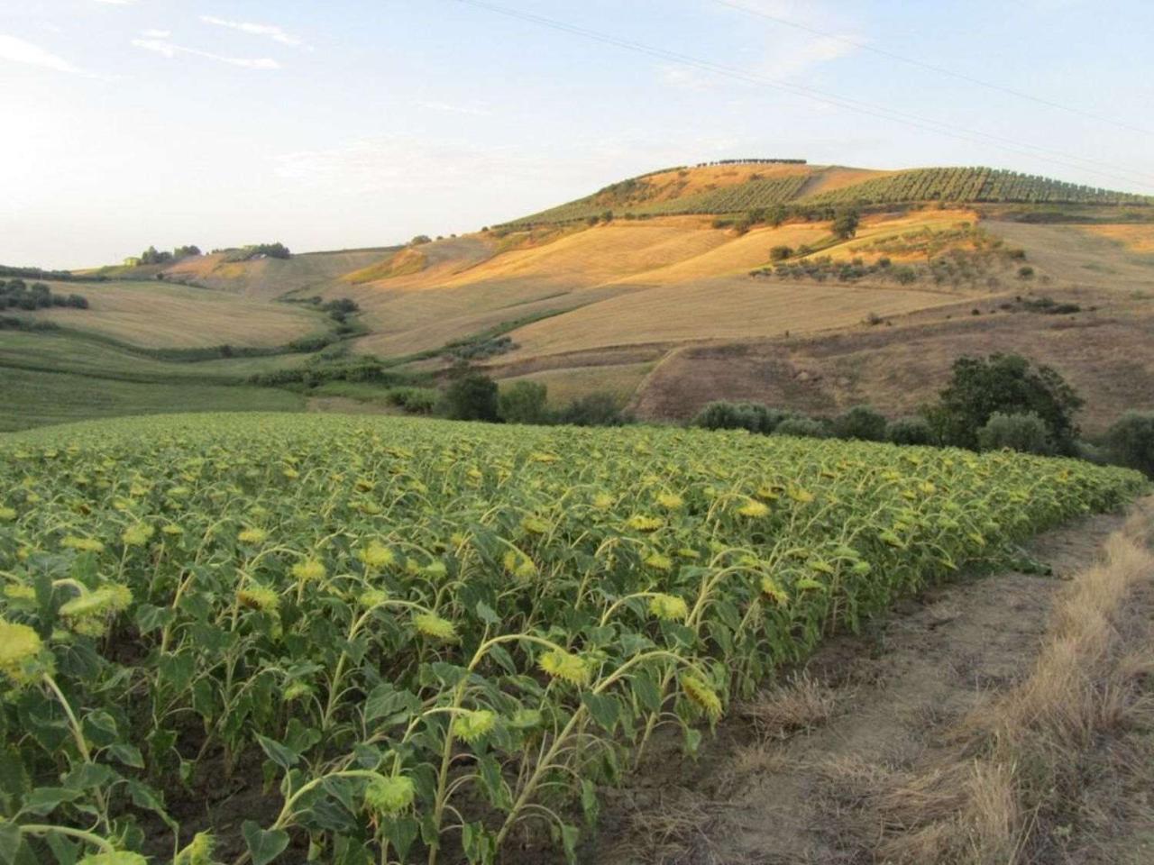 Terreno agricolo in vendita a Guglionesi
