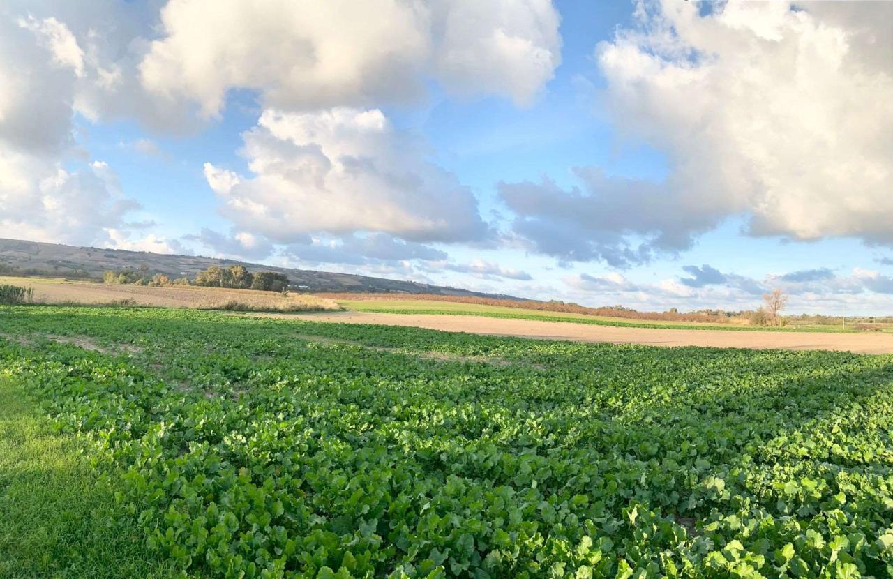 Terreno agricolo in vendita a Portocannone