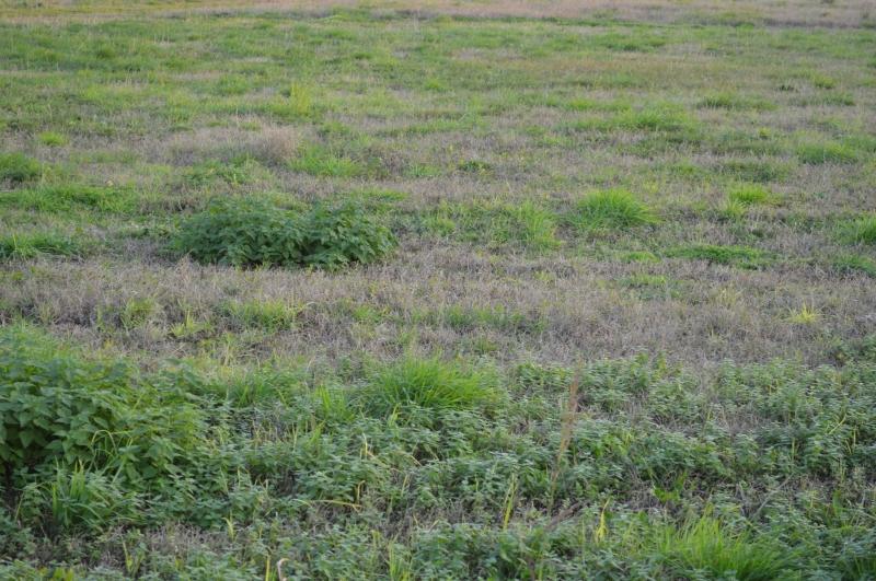 Terreno edificabile in vendita a Buttapietra