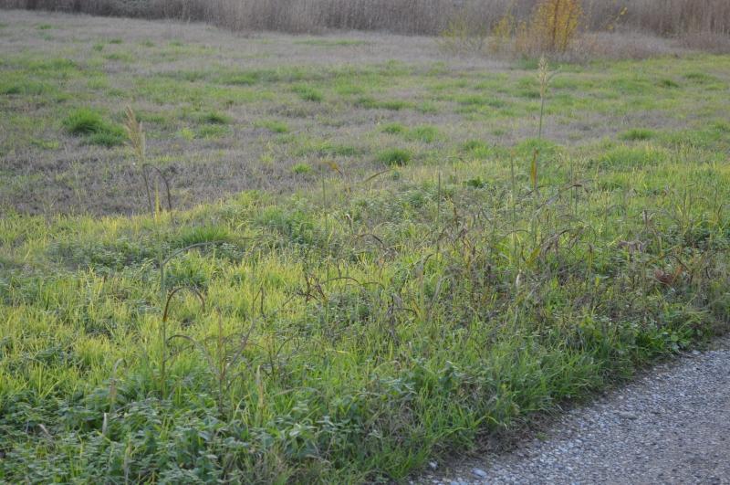 Terreno edificabile in vendita a Buttapietra