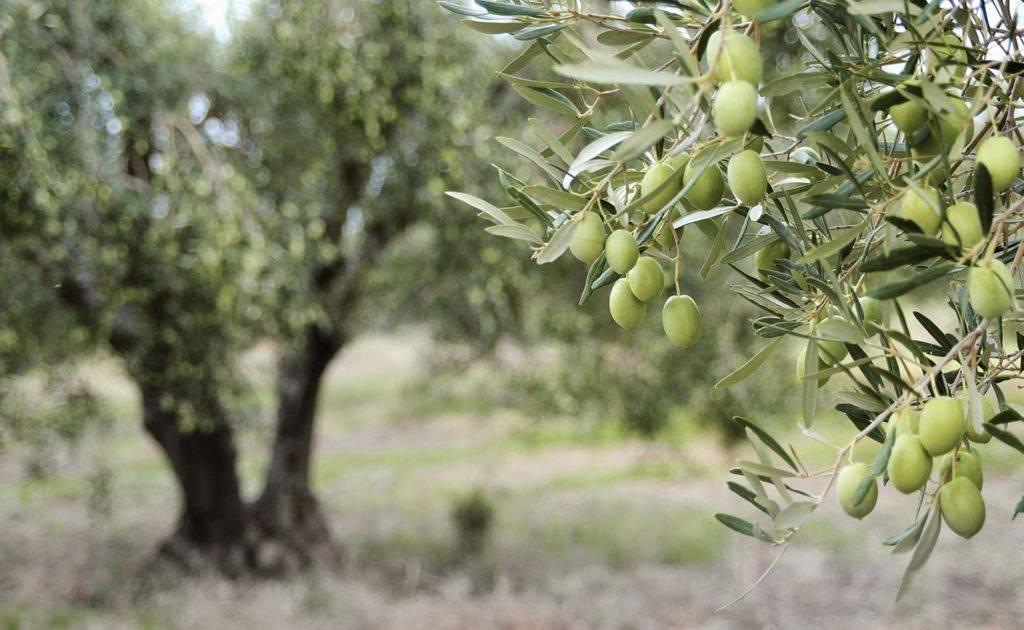 Terreno agricolo in vendita a Pisa