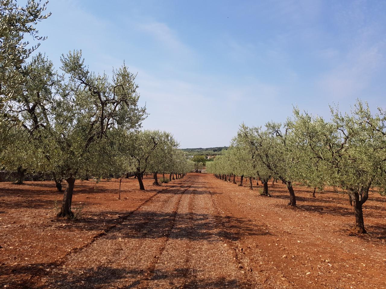 Magazzino in vendita a Martina Franca