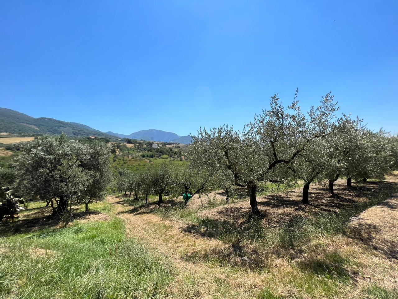 Terreno agricolo in vendita a Montecorvino Rovella