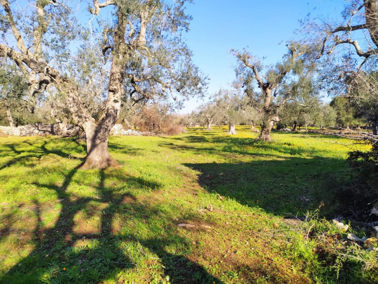 Terreno agricolo in vendita a San Vito Dei Normanni