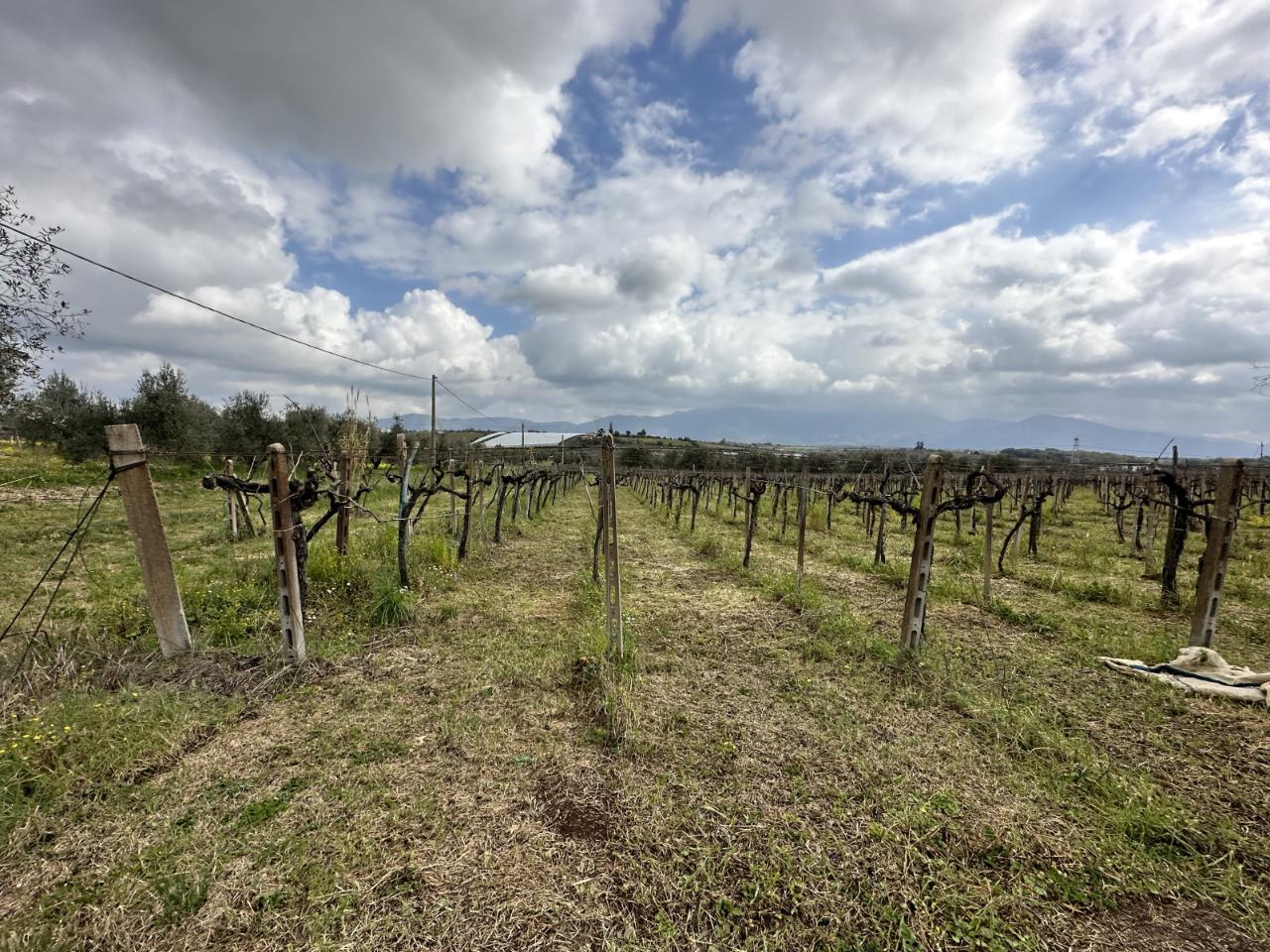 Terreno agricolo in vendita a Velletri