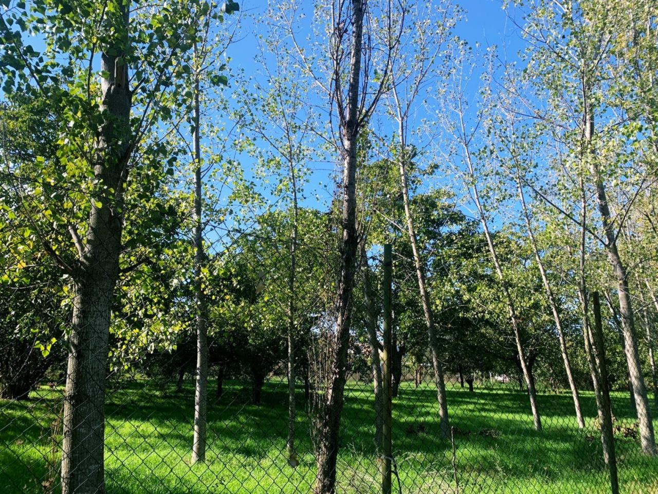 Terreno agricolo in vendita a Somma Vesuviana