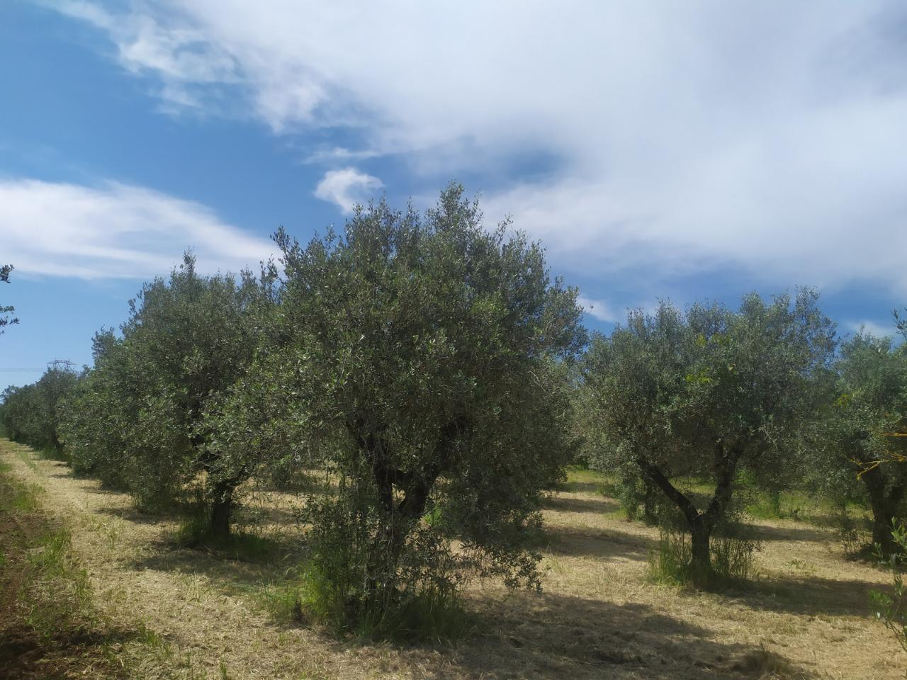 Terreno agricolo in vendita a Lanuvio