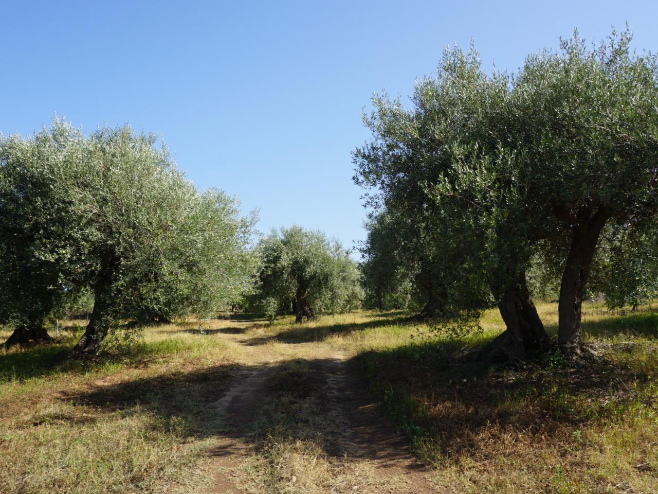 Terreno edificabile in vendita a Campofelice Di Roccella