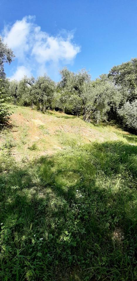 Terreno agricolo in vendita a Palombara Sabina